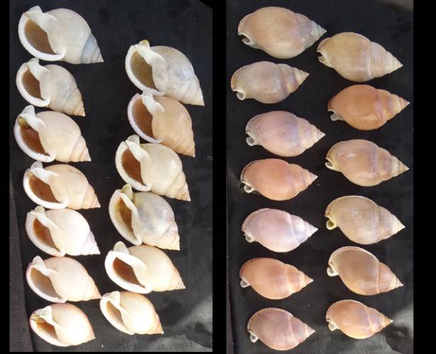 shellauction.net :: Semicassis bulla - 3534391