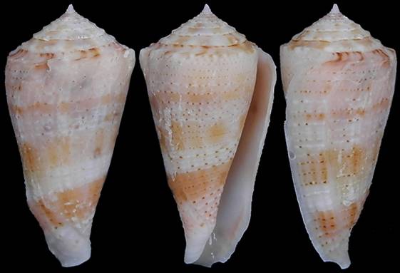 shellauction.net :: Conasprella otohimeae f.rogmartini - 3534530