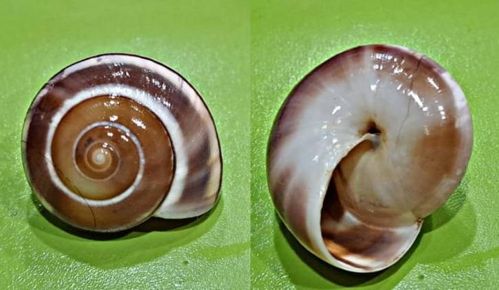 shellauction.net :: Xesta citrina strubelli - 3534540