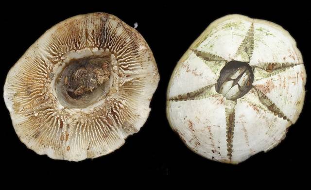 shellauction.net :: Chelonibia testudinaria - 3534728