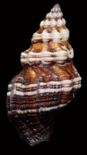 shellauction.net :: Latirus philberti - 3534887