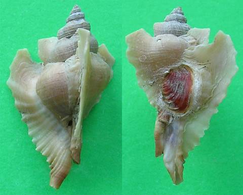 shellauction.net :: Pteropurpura stimpsoni - 3535070