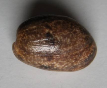 shellauction.net :: Bulla punctulata - 3535229