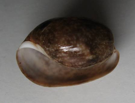 shellauction.net :: Bulla punctulata - 3535229