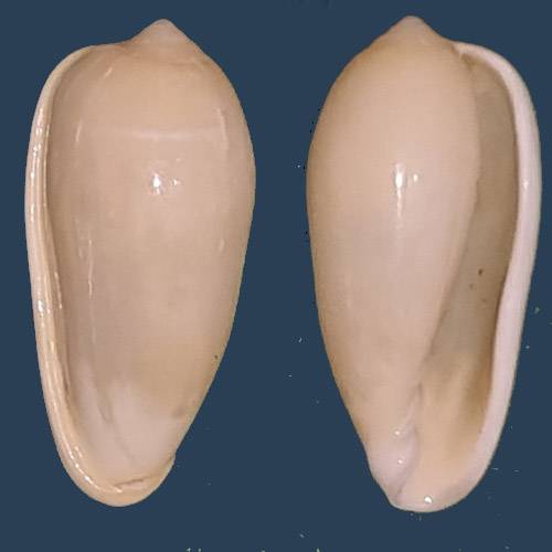 shellauction.net :: Prunum martini f.fraterculus - 3535412