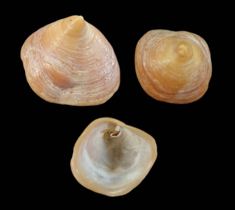 shellauction.net :: Capulus dilatatus - 3535489