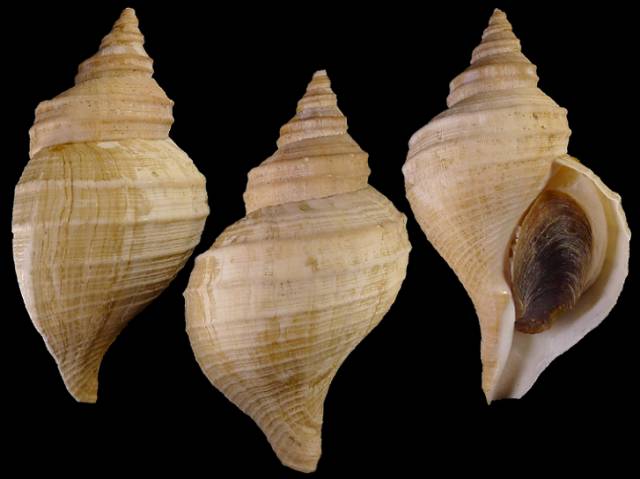 shellauction.net :: Neptunea intersculpta - 3535492