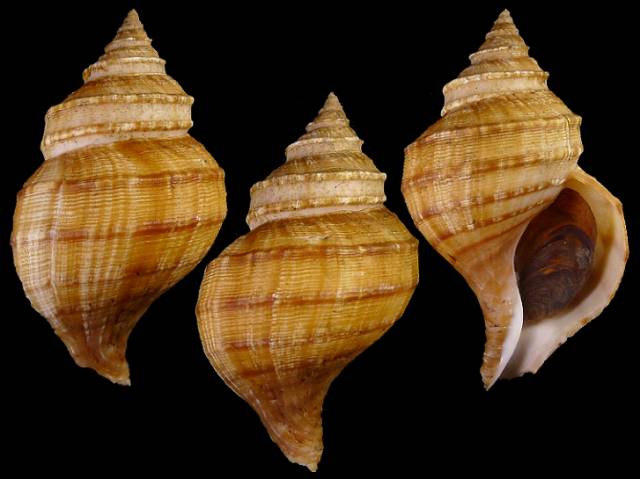 shellauction.net :: Neptunea purpurea - 3535547