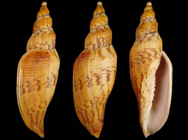 shellauction.net :: Fulgoraria hamillei - 3535639