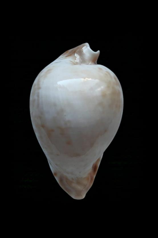 shellauction.net :: Umbilia hesitata - 3535654