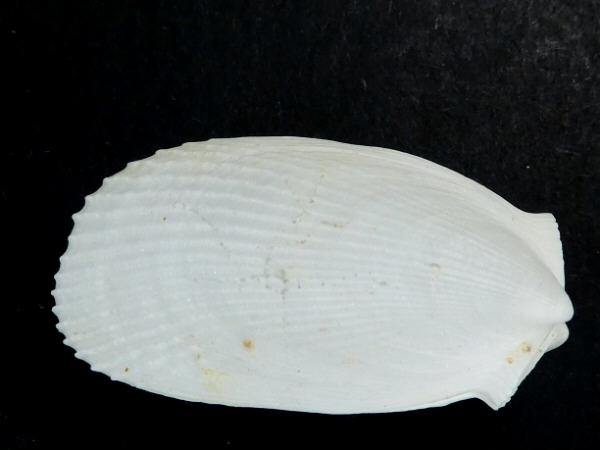 shellauction.net :: Limatula strangei - 3535780