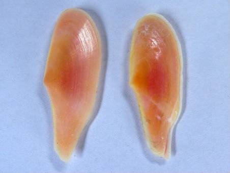 shellauction.net :: Tellin pharaonis - 3535934