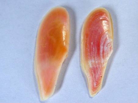 shellauction.net :: Tellin pharaonis - 3535934