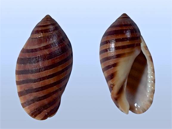 shellauction.net :: Vexilla vexillum - 3536105