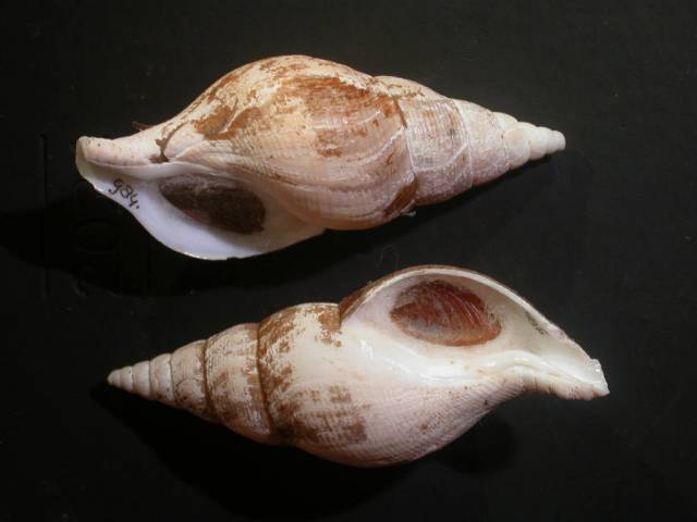 shellauction.net :: Colus gracilis - 3536210