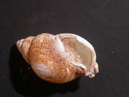 shellauction.net :: Liomesus ovum - 3536219