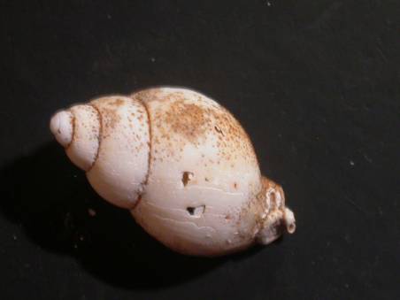 shellauction.net :: Liomesus ovum - 3536219