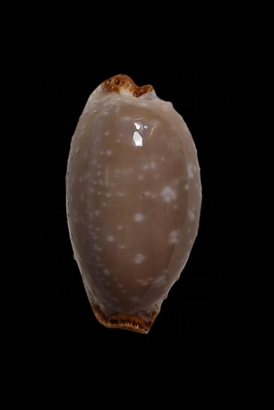 shellauction.net :: Staphylaea limacina - 3536724