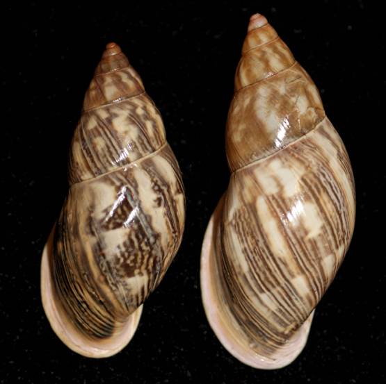 shellauction.net :: Drymaeus elsteri - 3536744