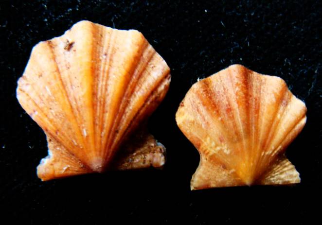 shellauction.net :: Flexopecten flexuosa - 3536770