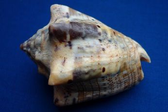 shellauction.net :: Voluta musica cf. plicata - 3536849