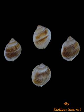 shellauction.net :: Nassarius globosus - 3536961