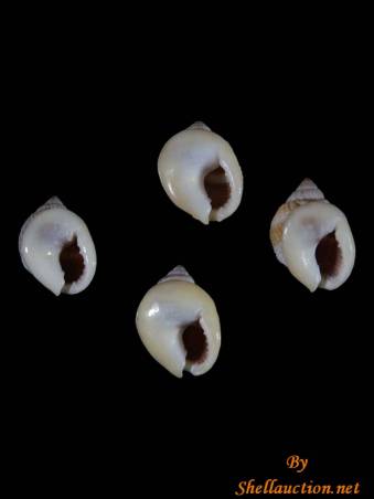 shellauction.net :: Nassarius globosus - 3536961