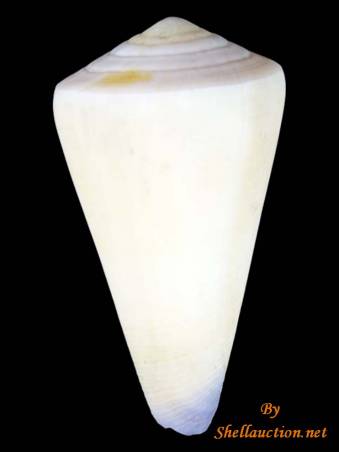 shellauction.net :: Conus emaciatus - 3537049