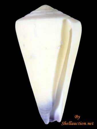 shellauction.net :: Conus emaciatus - 3537049