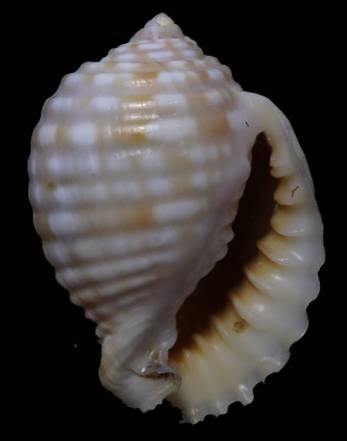 shellauction.net :: Malea pomum - 3537291