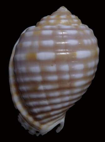 shellauction.net :: Malea pomum - 3537295