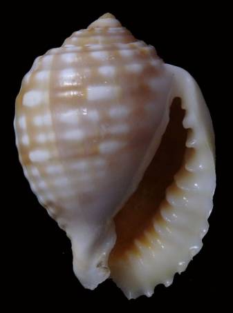 shellauction.net :: Malea pomum - 3537295