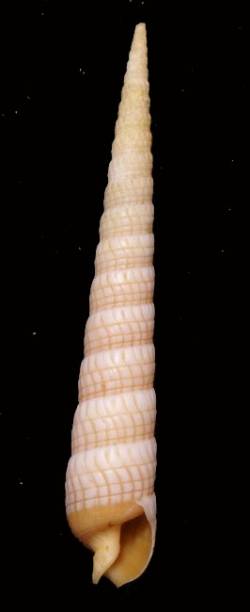 shellauction.net :: Terebra babylonia - 3537298