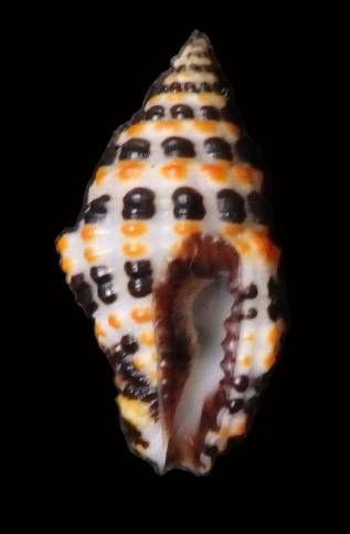 shellauction.net :: Engina alveolata - 3537304