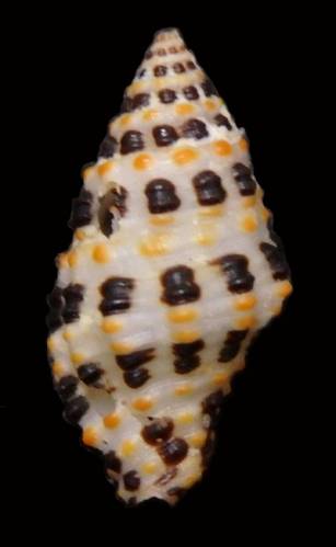 shellauction.net :: Engina fusiformis - 3537306