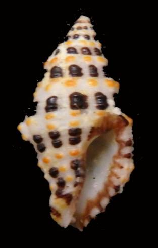 shellauction.net :: Engina fusiformis - 3537306