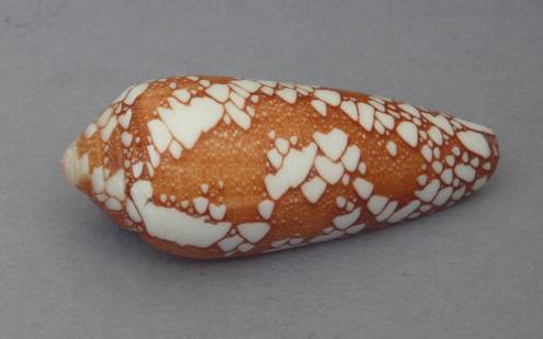 shellauction.net :: Conus episcopatus - 3537317