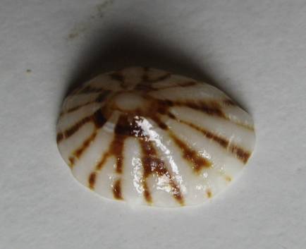 shellauction.net :: Acmaea testudinalis - 3537346