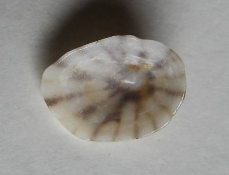 shellauction.net :: Acmaea testudinalis - 3537346