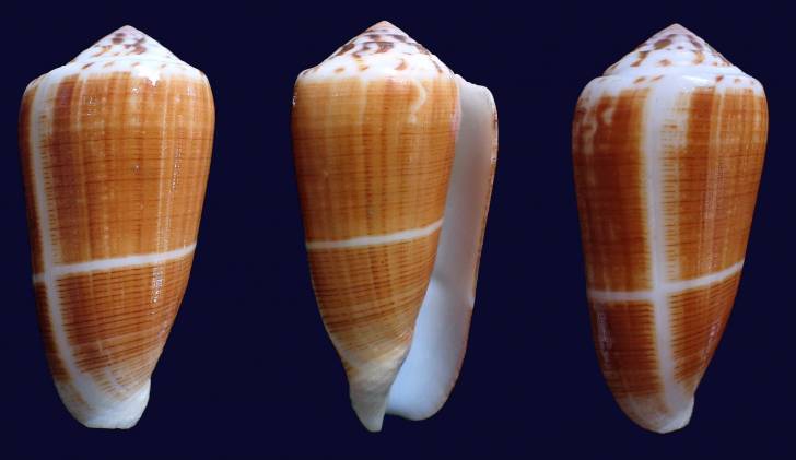 shellauction.net :: Conus sp. - 3537378