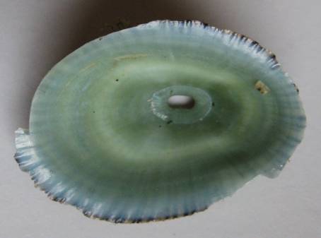 shellauction.net :: Fissurella longifissa - 3537521