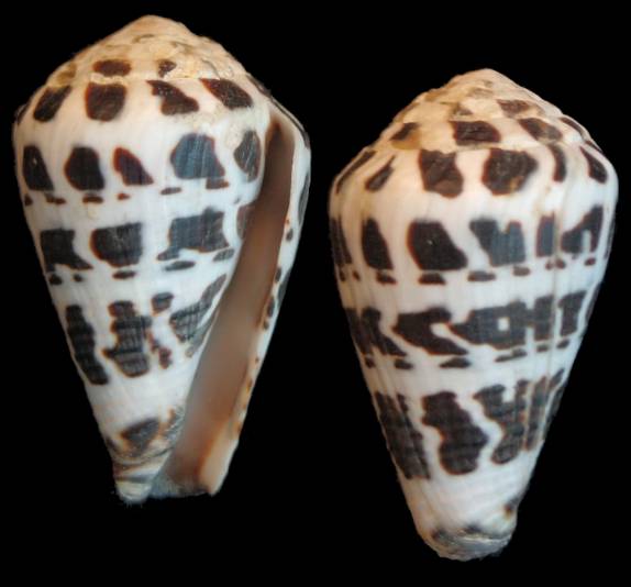 shellauction.net :: Conus judaeus - 3537600