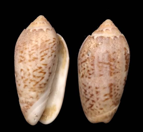 shellauction.net :: Oliva scripta - 3538046