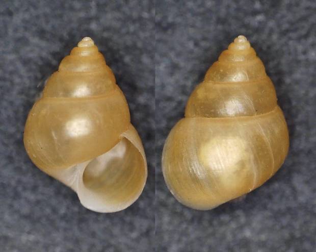 shellauction.net :: Assimineidae species - 3538172