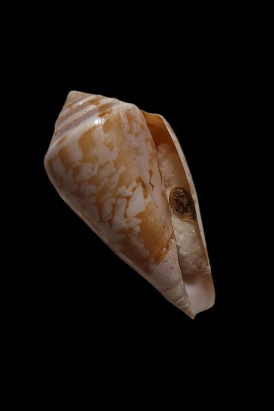 shellauction.net :: Conus klemae - 3538272