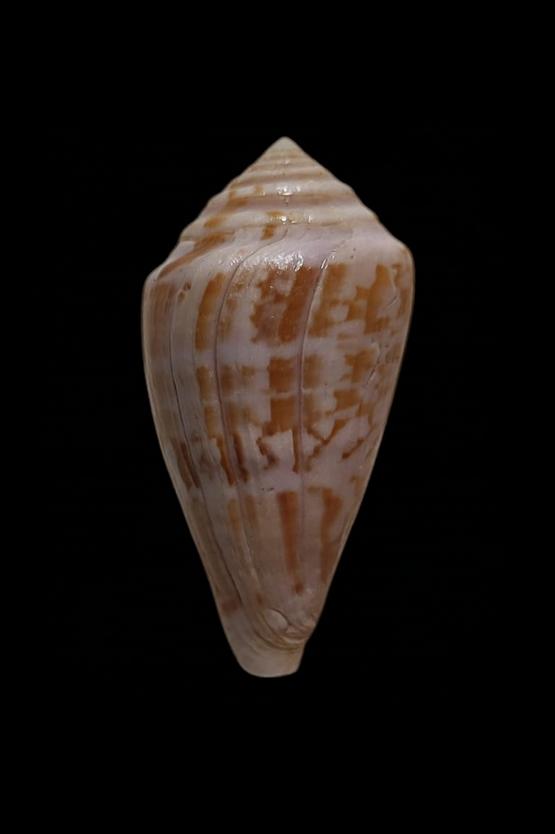 shellauction.net :: Conus klemae - 3538272