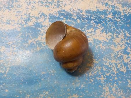 shellauction.net :: Bithynia hellenica - 3538892