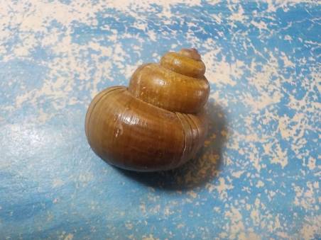 shellauction.net :: Bithynia hellenica - 3538892