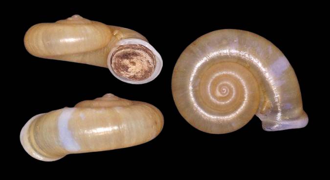 shellauction.net :: Cyclotus solutus - 3539823