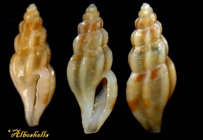 shellauction.net :: Mangelia costata - 3540754